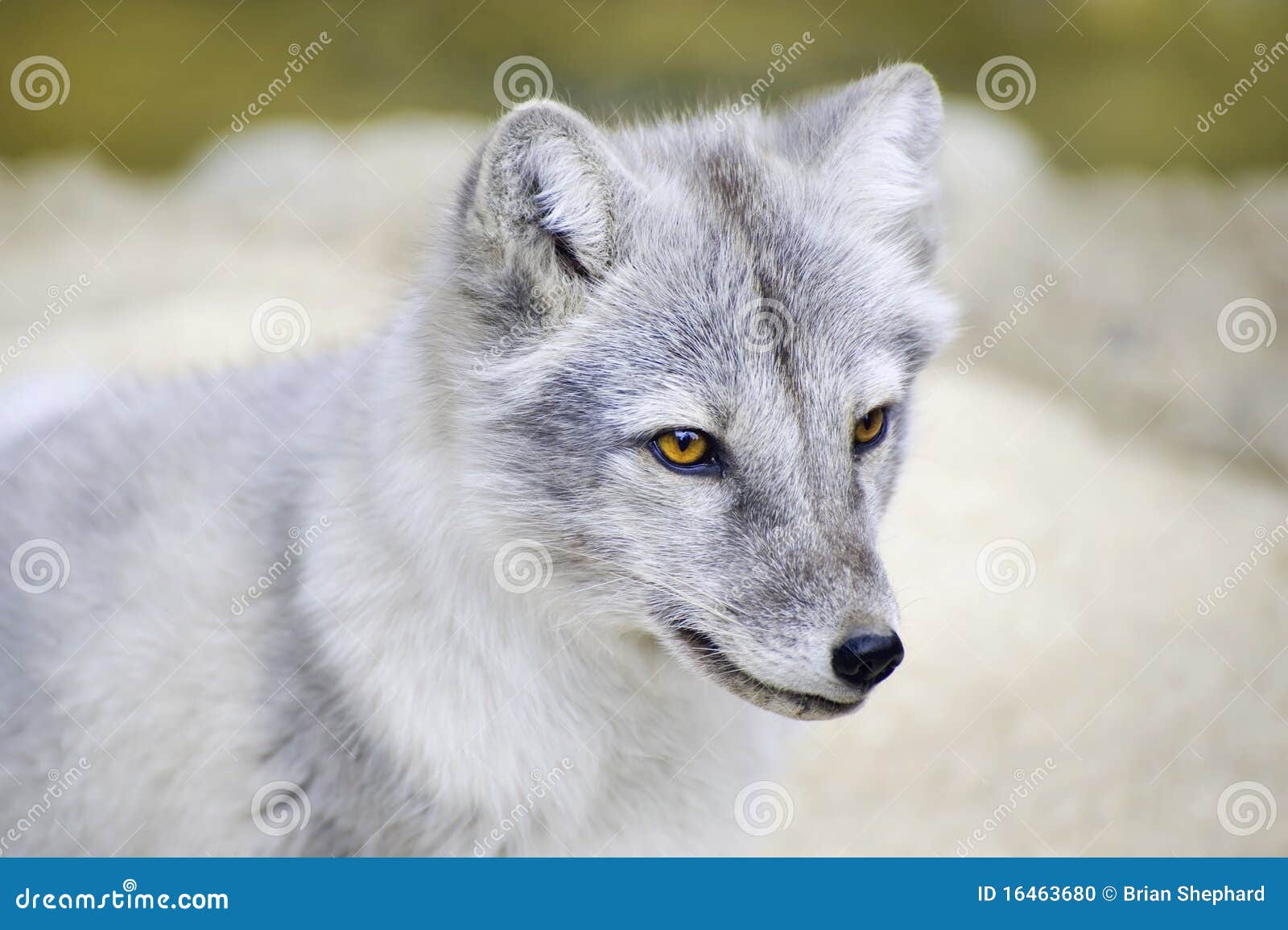 Poolvos stock foto. Image of wild, klimaat, winter, landschap - 16463680