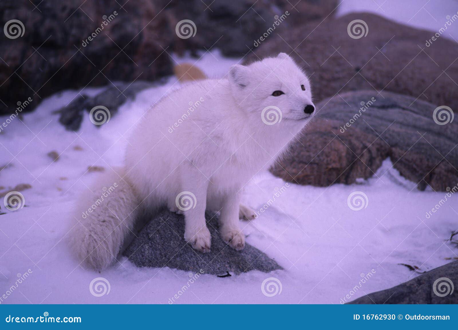 Poolvos stock foto. Image of feeks, noordpool, koude - 16762930