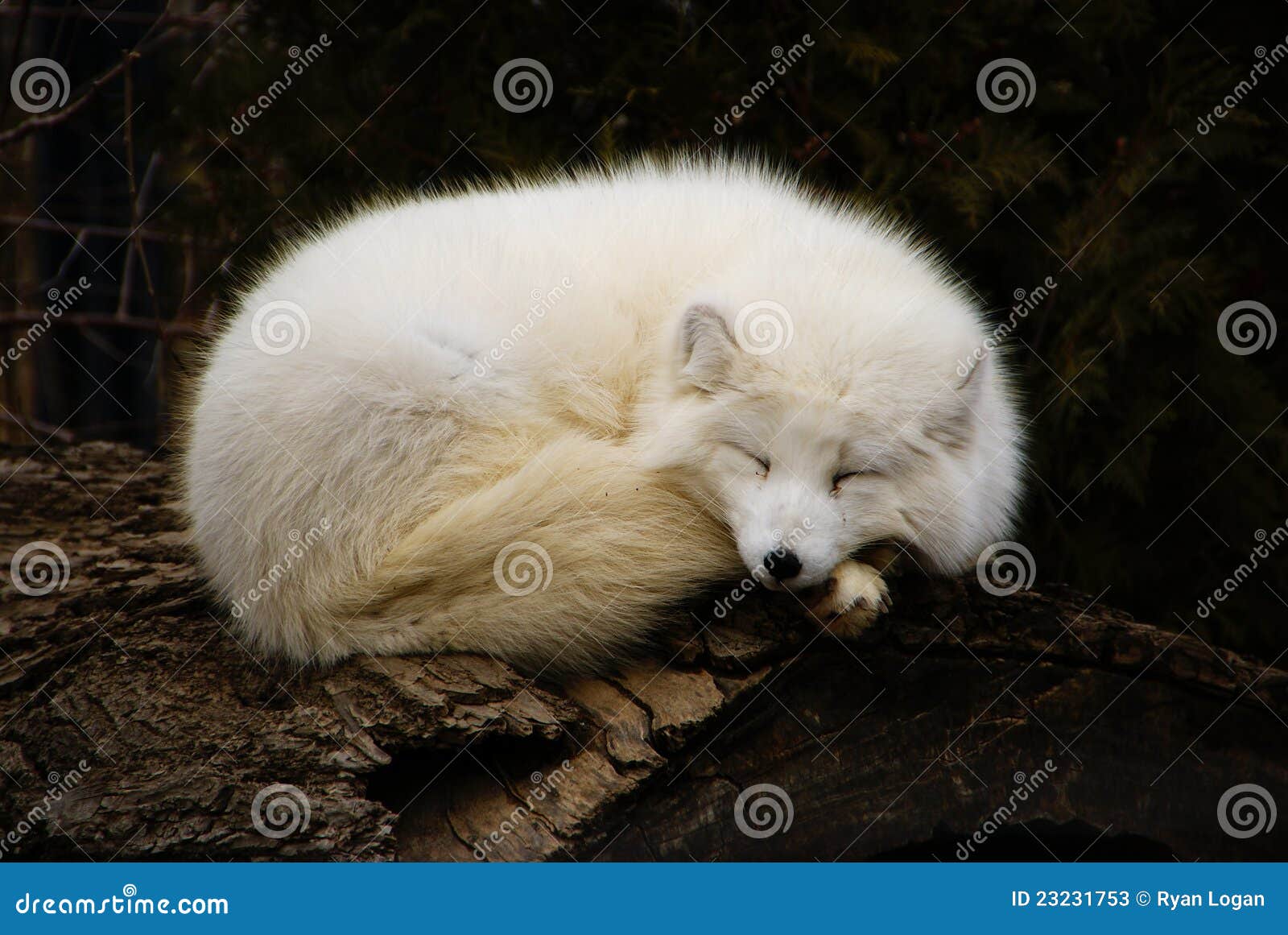 Poolvos stock afbeelding. Image of kreuken, nave, zacht - 23231753