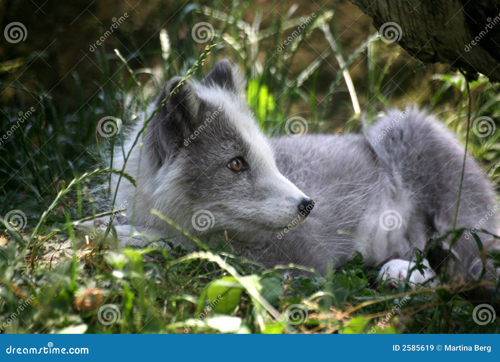 Poolvos stock afbeelding. Image of polair, uiterst, jong - 2585619