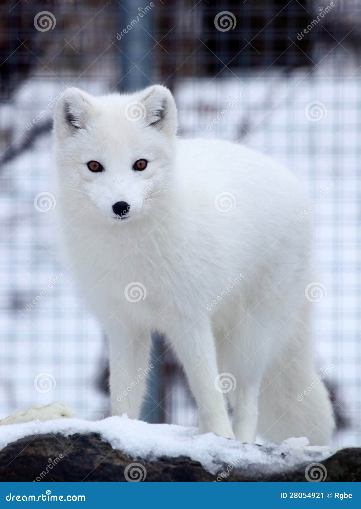 Poolvos stock afbeelding. Image of wild, mooi, snuit - 28054921