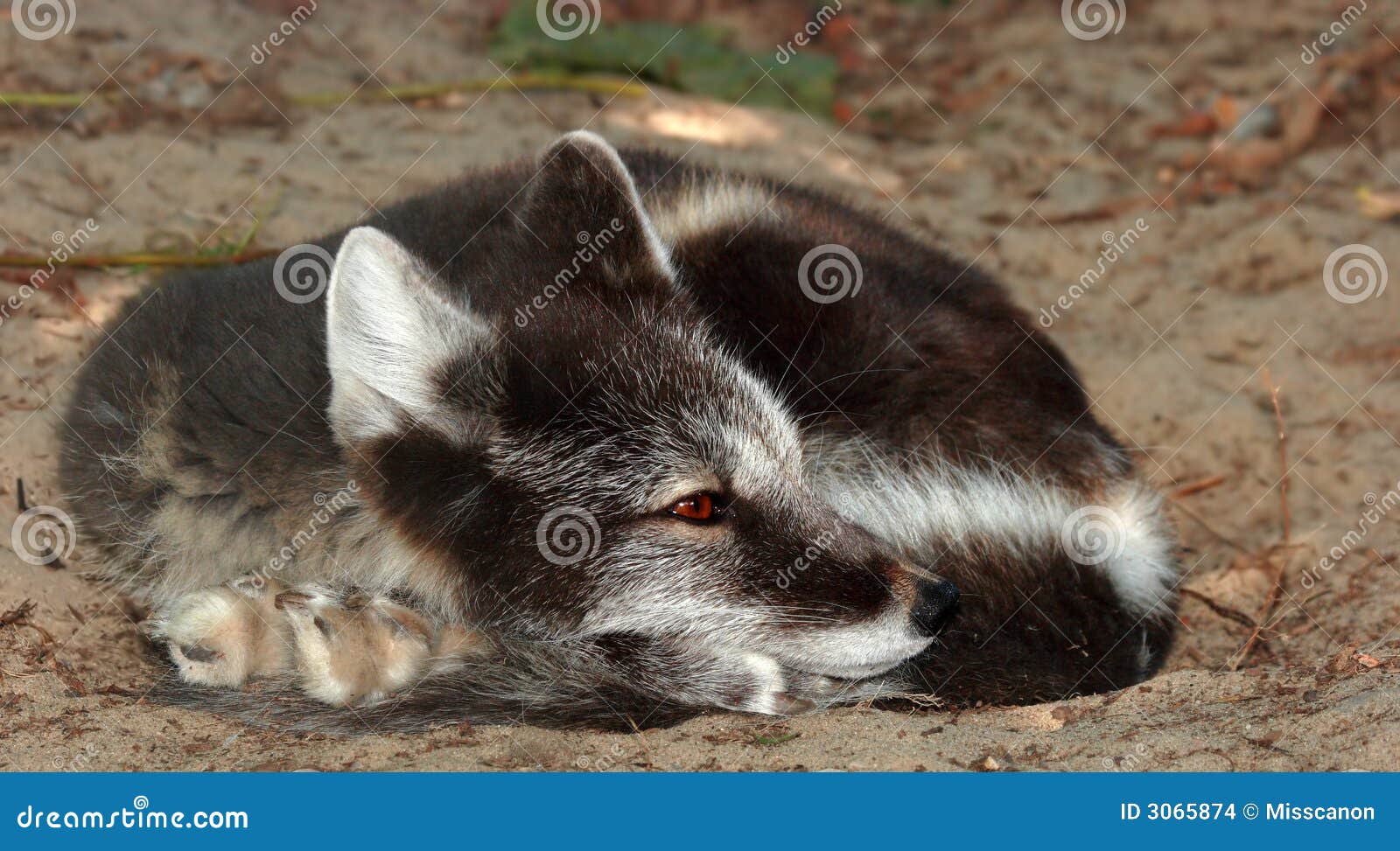 Poolvos stock foto. Image of grijs, schepsel, takjes, zomer - 3065874