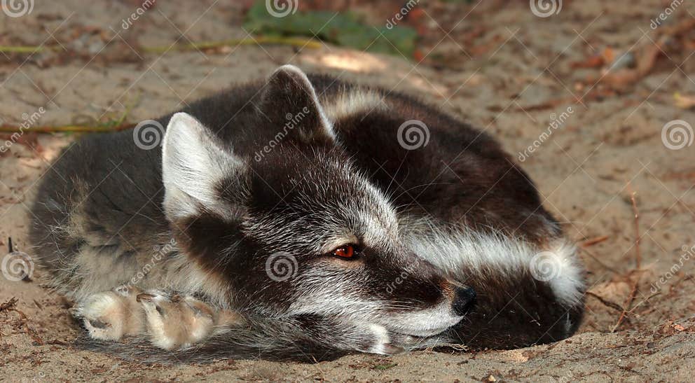 Poolvos stock foto. Image of grijs, schepsel, takjes, zomer - 3065874