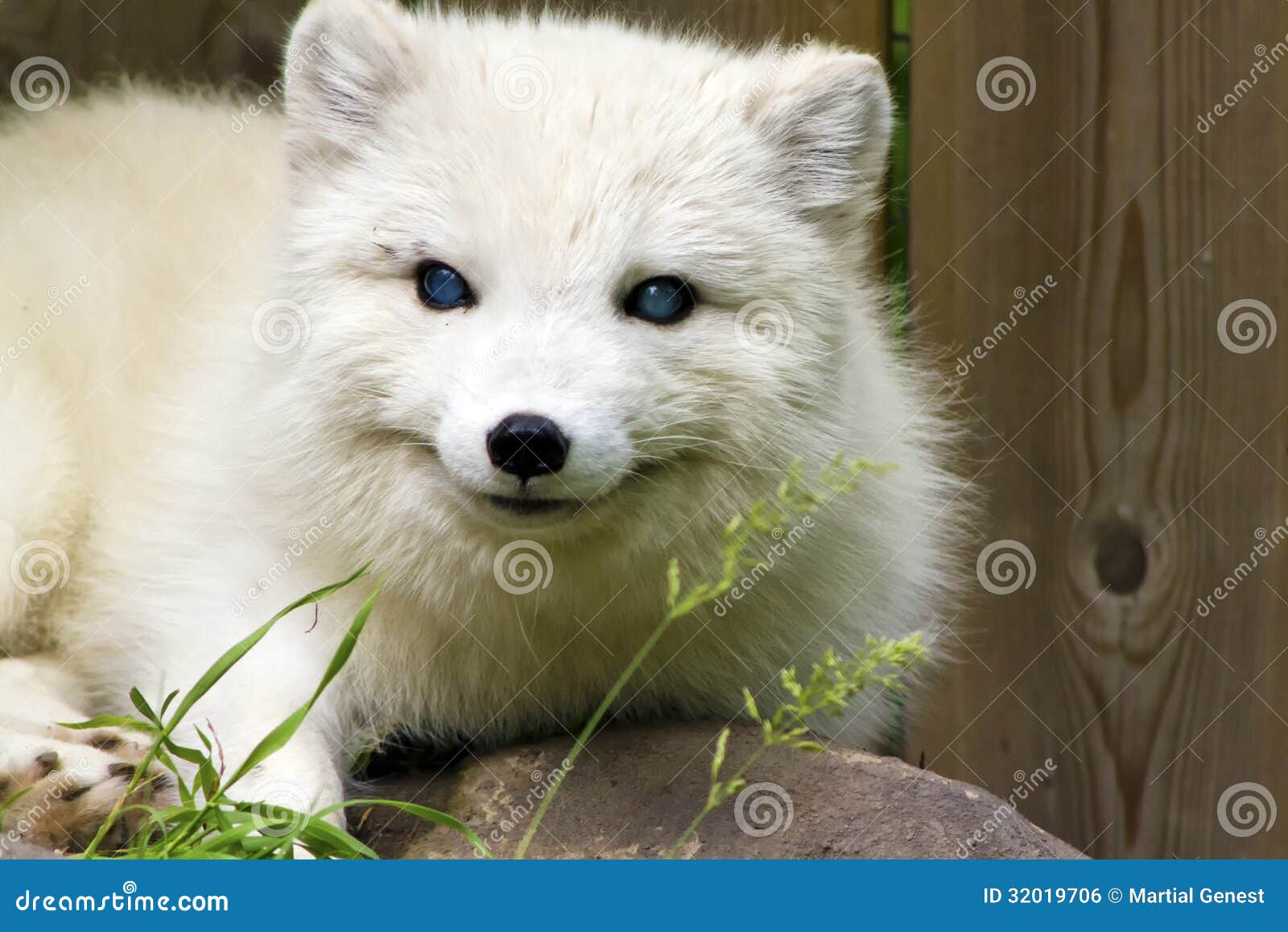 Poolvos stock foto. Image of steen, gras, klein, blauw - 32019706