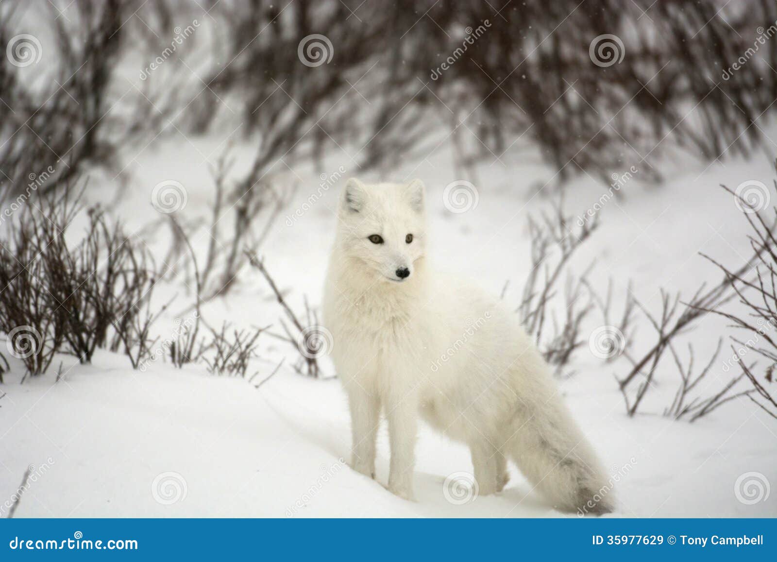 Poolvos stock afbeelding. Image of noordpool, dier, bont - 35977629