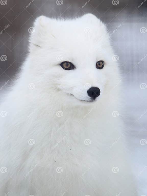 Poolvos stock foto. Image of leuk, dierentuin, sneeuw - 37918730