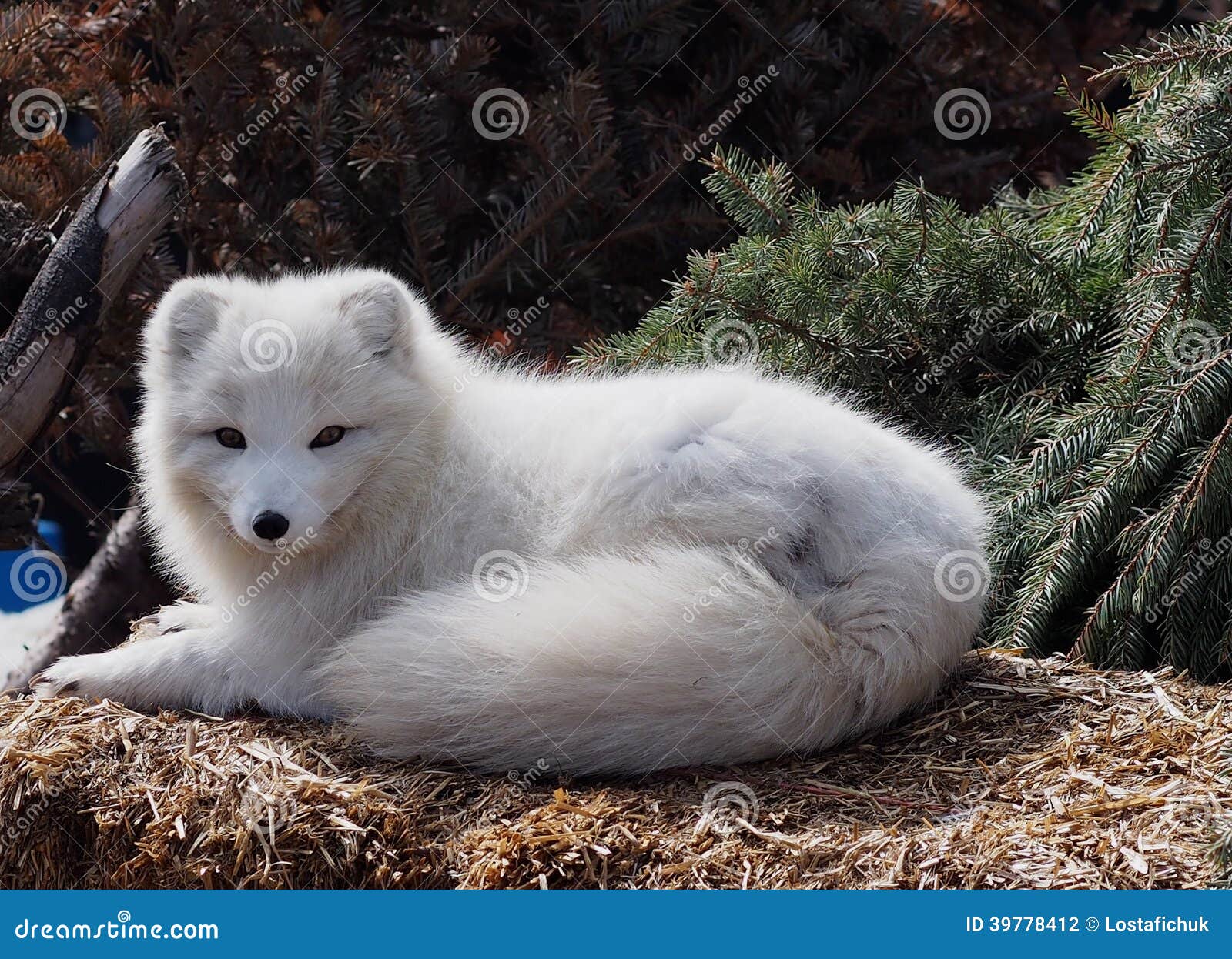 Poolvos stock foto. Image of wild, bont, intelligent - 39778412