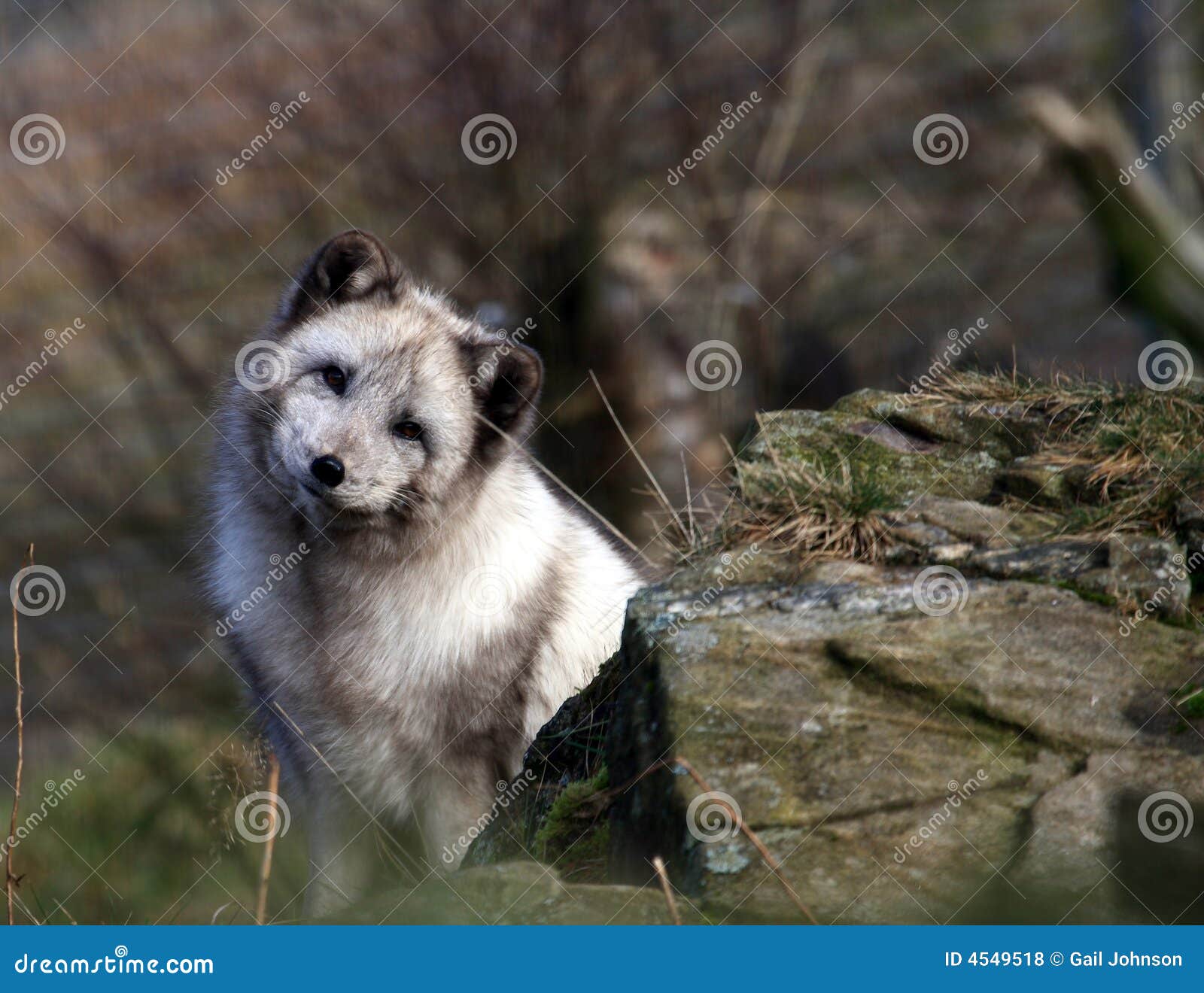 Poolvos stock foto. Image of schotland, fokkerij, noordpool - 4549518