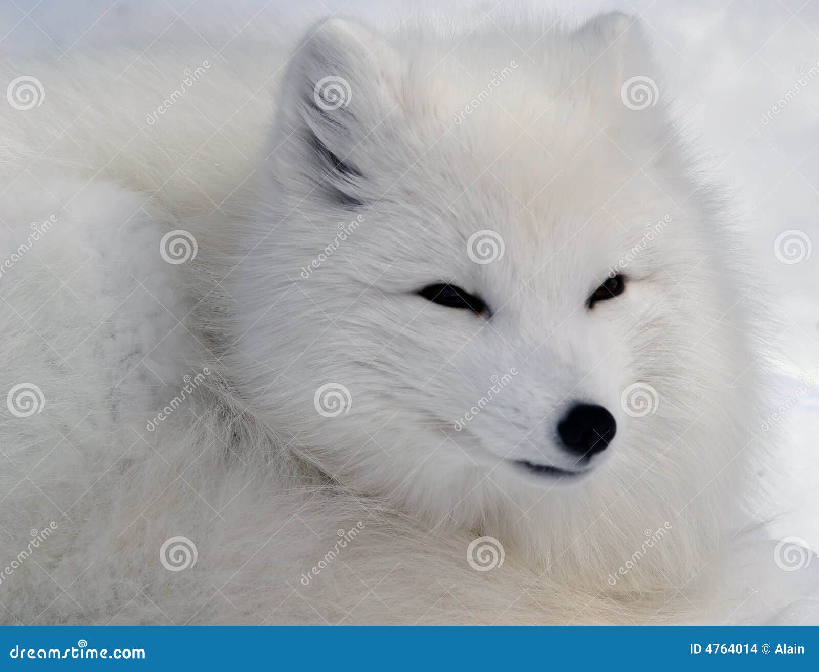 Poolvos stock foto. Image of honds, boom, noordpool, fase - 4764014