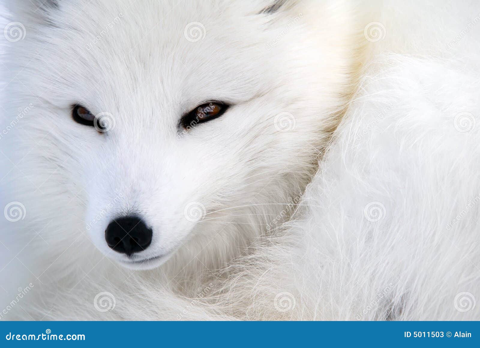 Poolvos stock afbeelding. Image of staar, honds, antarctisch - 5011503