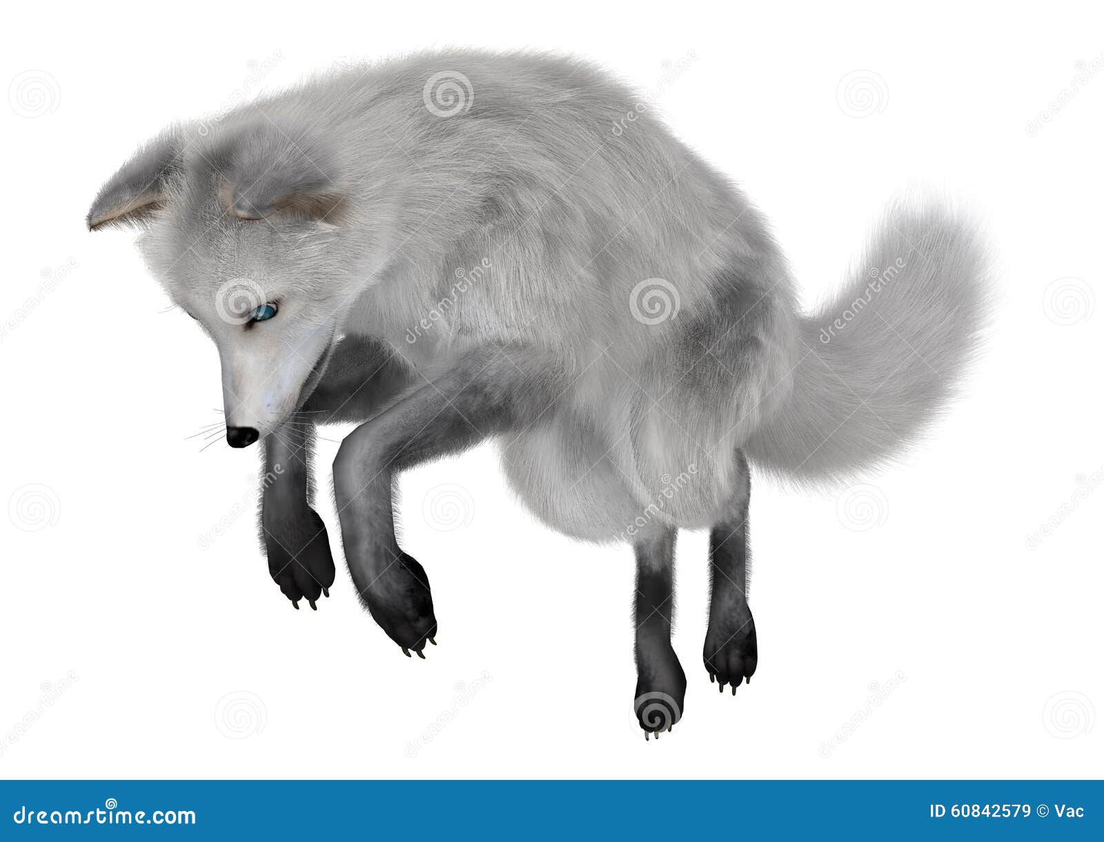 Poolvos stock afbeelding. Image of winter, carnivoor - 60842579