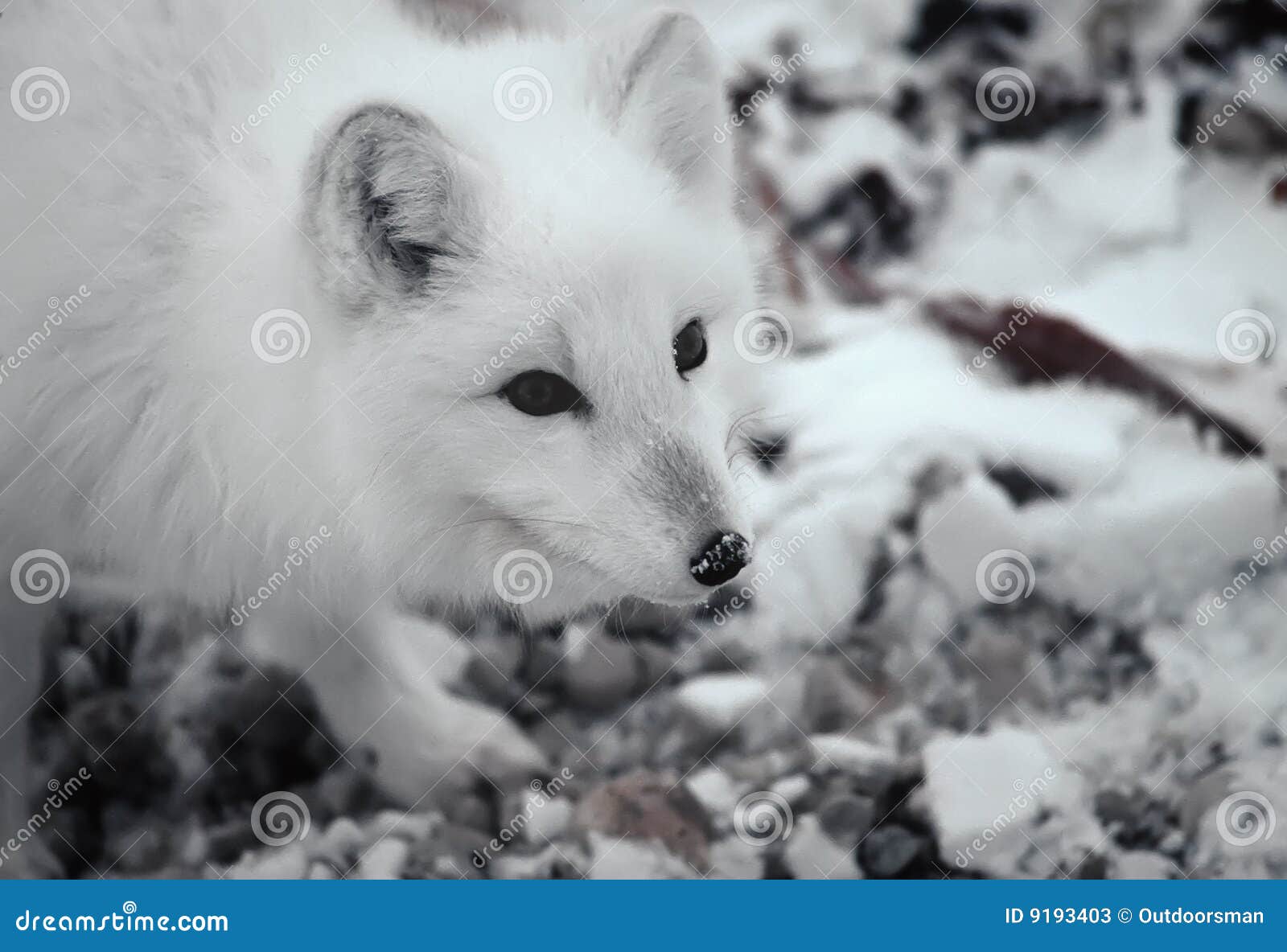 Poolvos stock afbeelding. Image of schot, noordpool, wild - 9193403