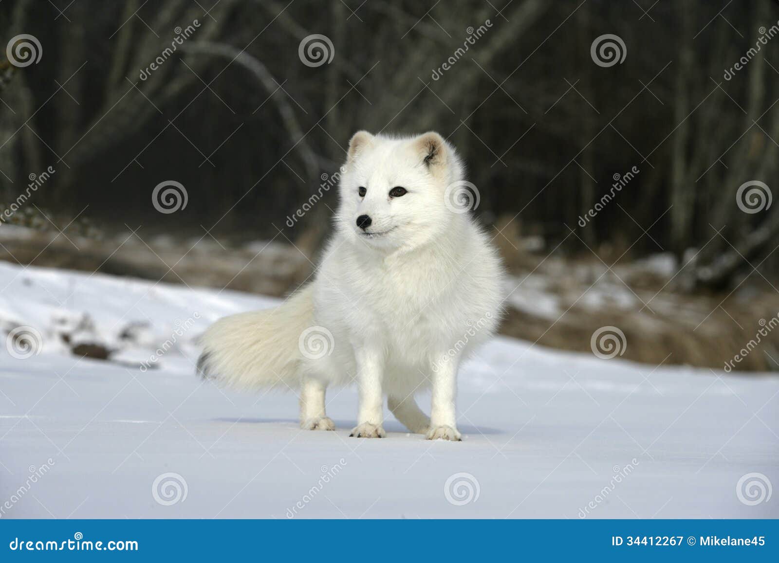 Poolvos, Alopex-lagopus stock afbeelding. Image of zoogdier - 34412267