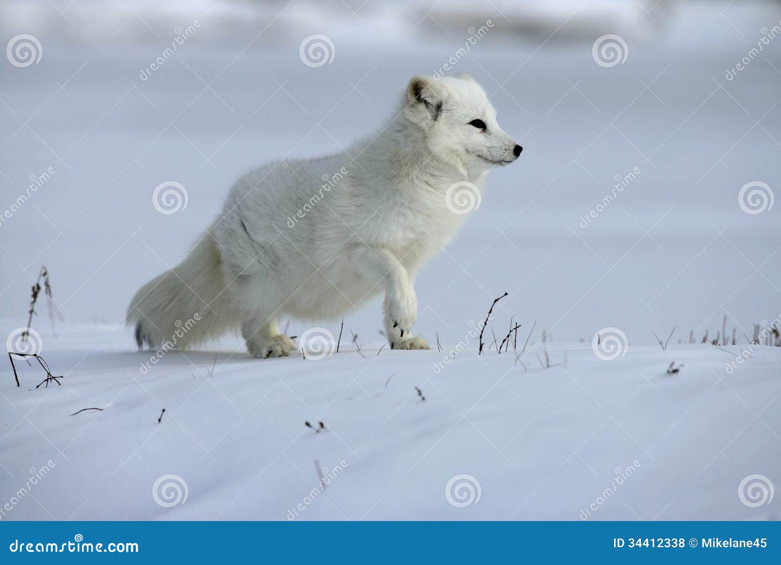 Poolvos, Alopex-lagopus stock foto. Image of noordpool - 34412338