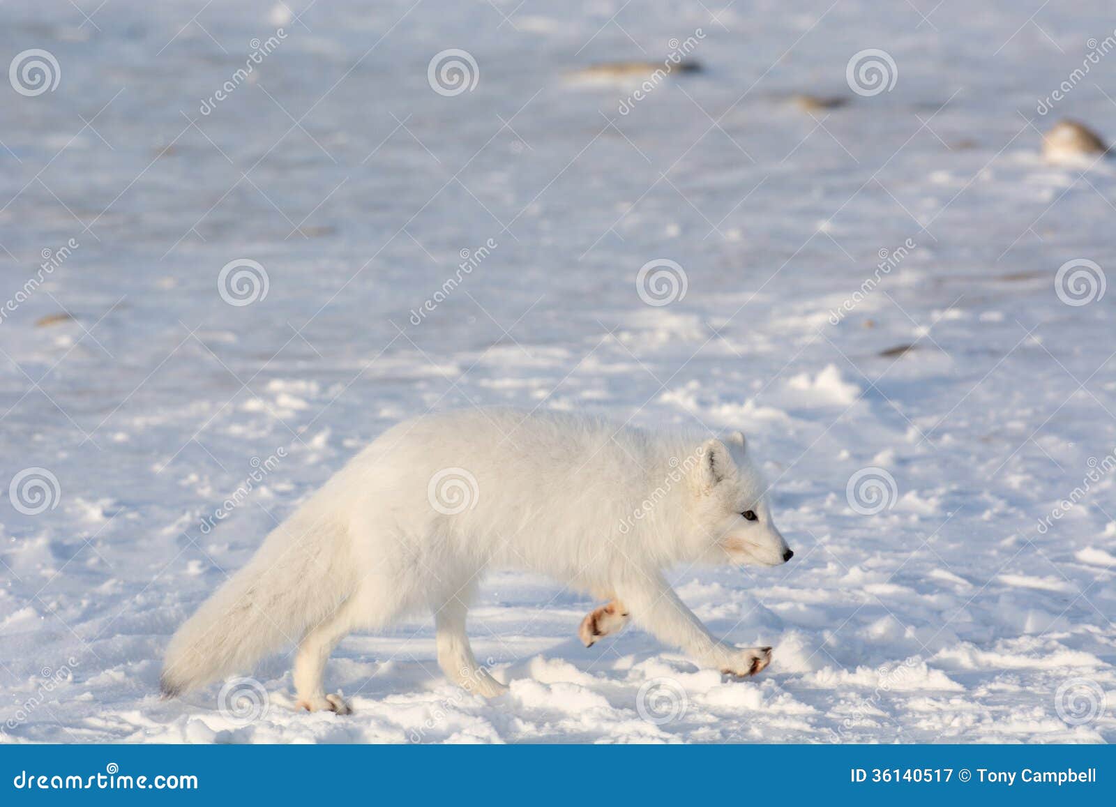 Poolvos in de sneeuw stock afbeelding. Image of buiten - 36140517