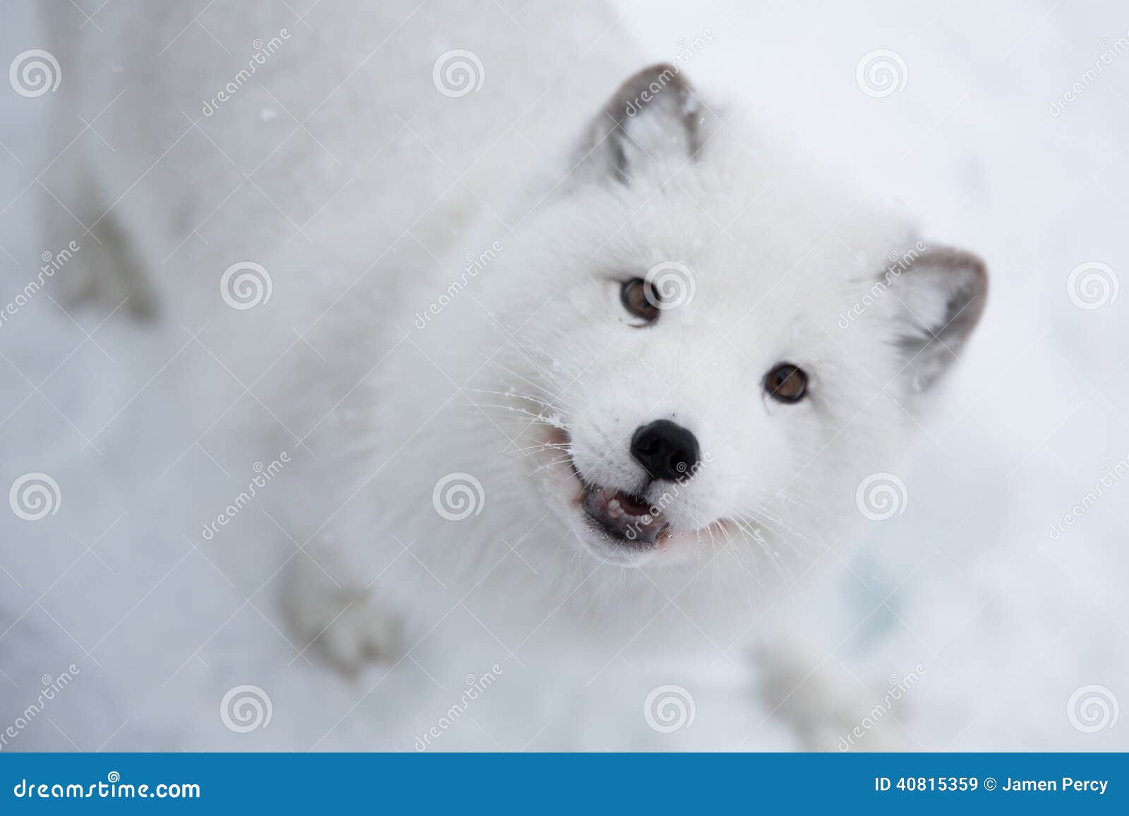 Poolvos in De Sneeuw in Noorwegen Stock Afbeelding - Image of noord ...