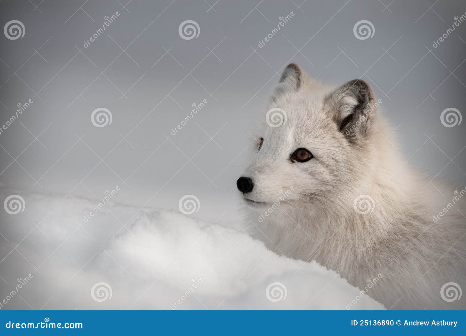 Poolvos in de Winter stock foto. Image of grijs, toendra - 25136890