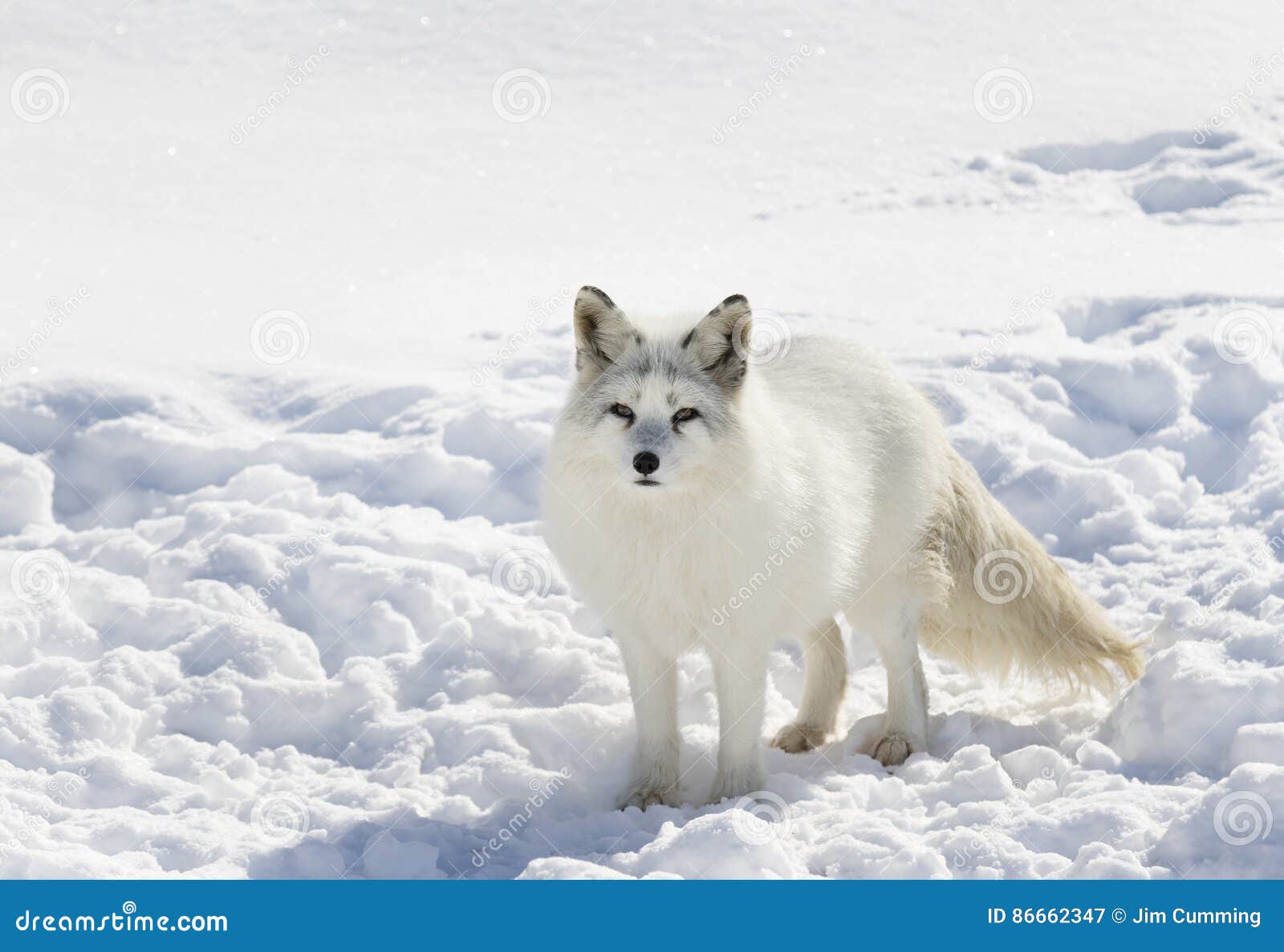 Poolvos Die Zich in De Sneeuw Bevinden Stock Afbeelding - Image of leuk ...