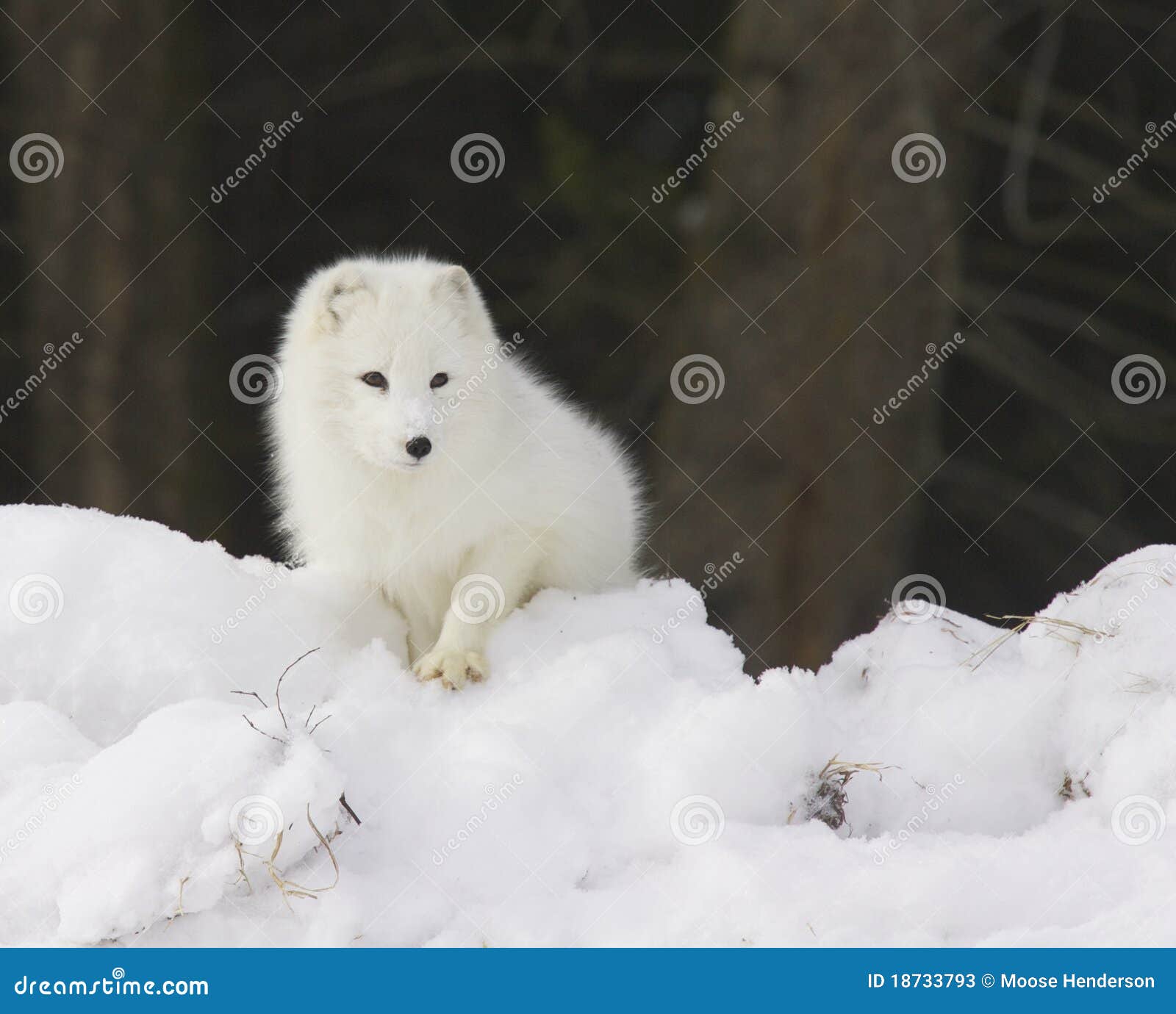 Poolvos in Diepe Witte Sneeuw Stock Afbeelding - Image of noordpool ...