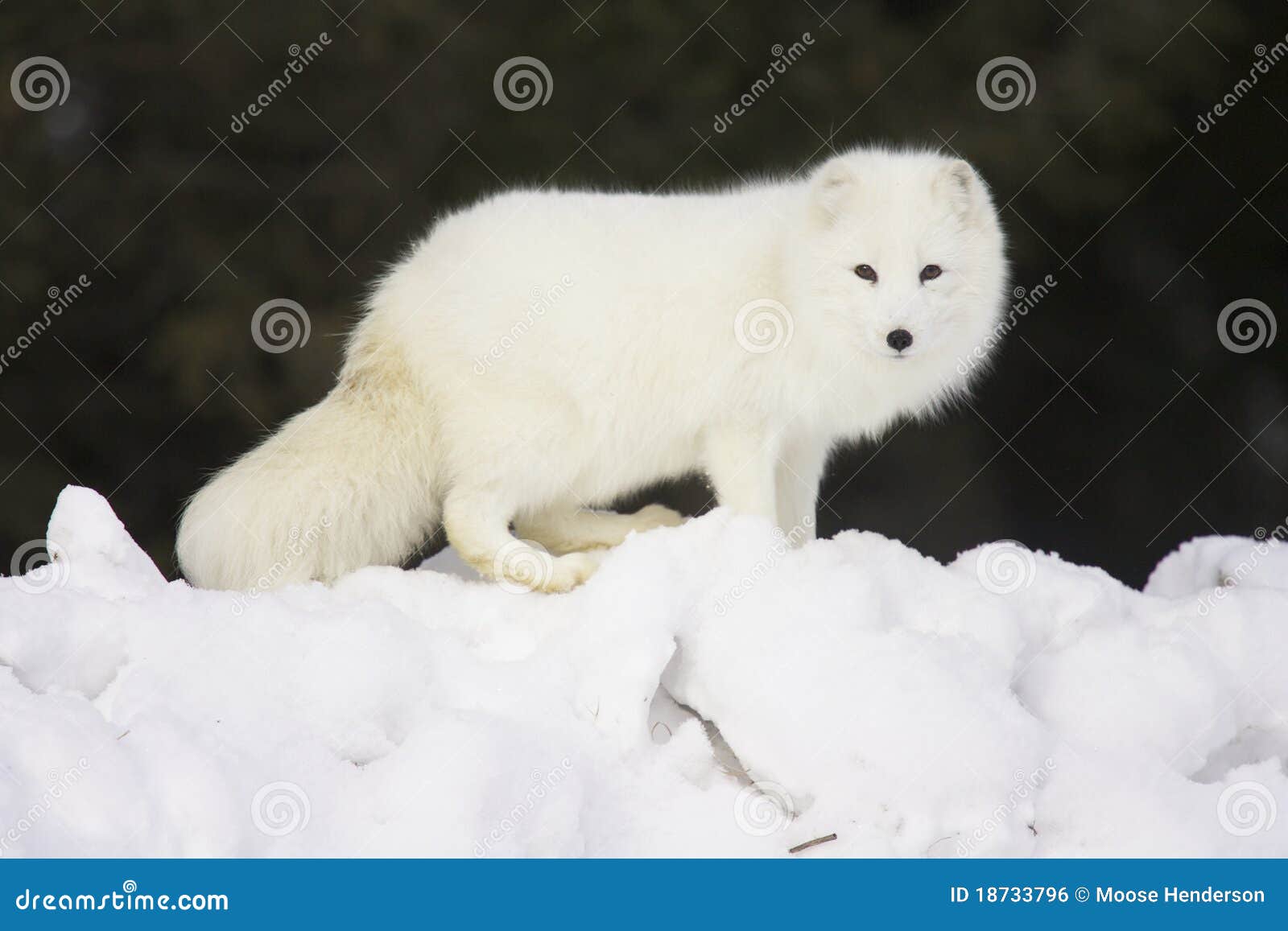 Poolvos in Diepe Witte Sneeuw Stock Foto - Image of schepsel, zoölogie ...