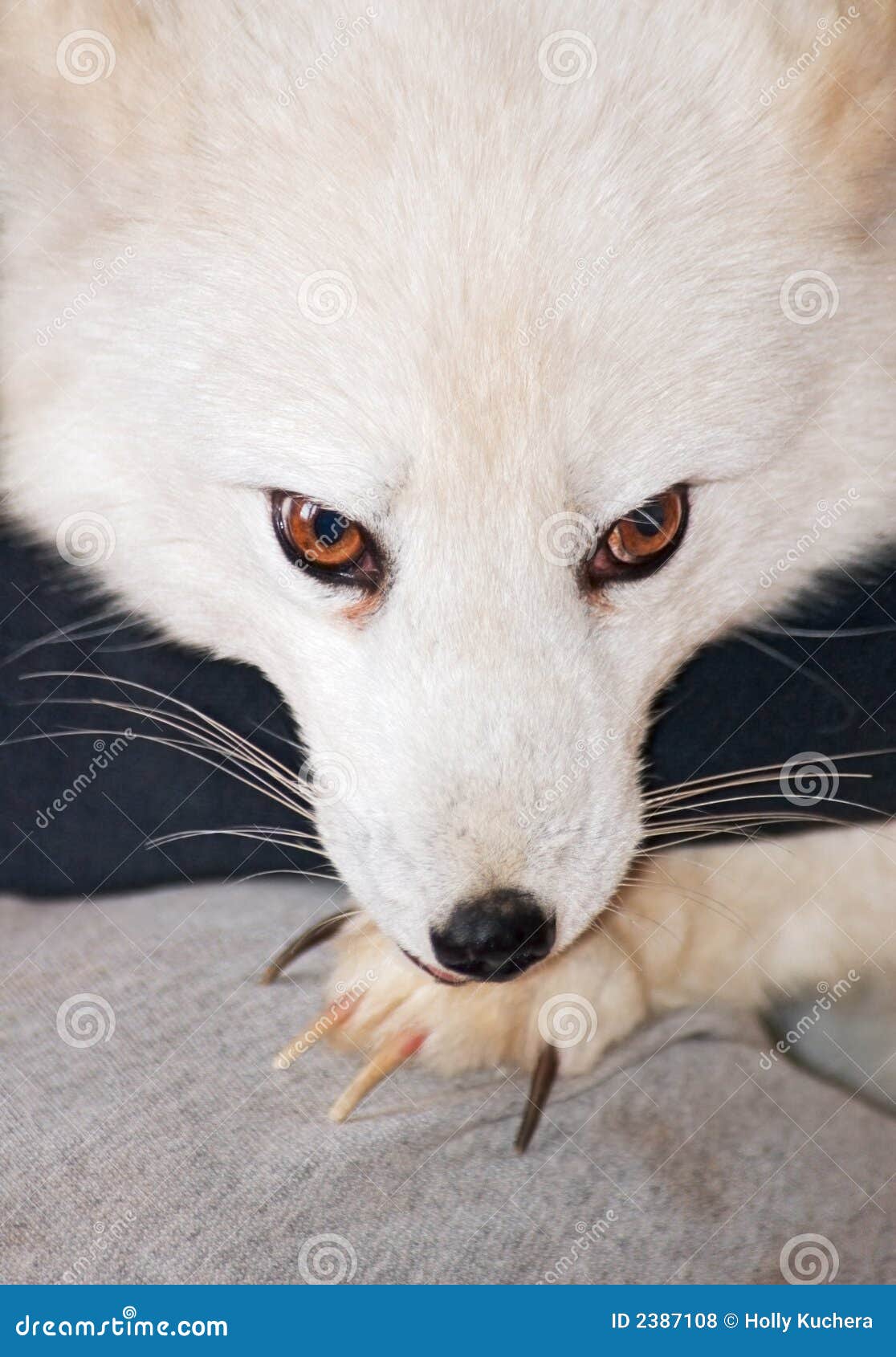 Poolvos en klauwen stock foto. Image of noordpool, winter - 2387108