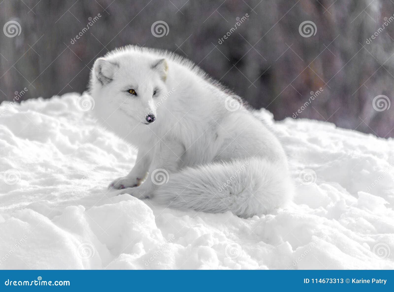 Poolvos Onder De Zon in De Winter Stock Afbeelding - Image of neus ...