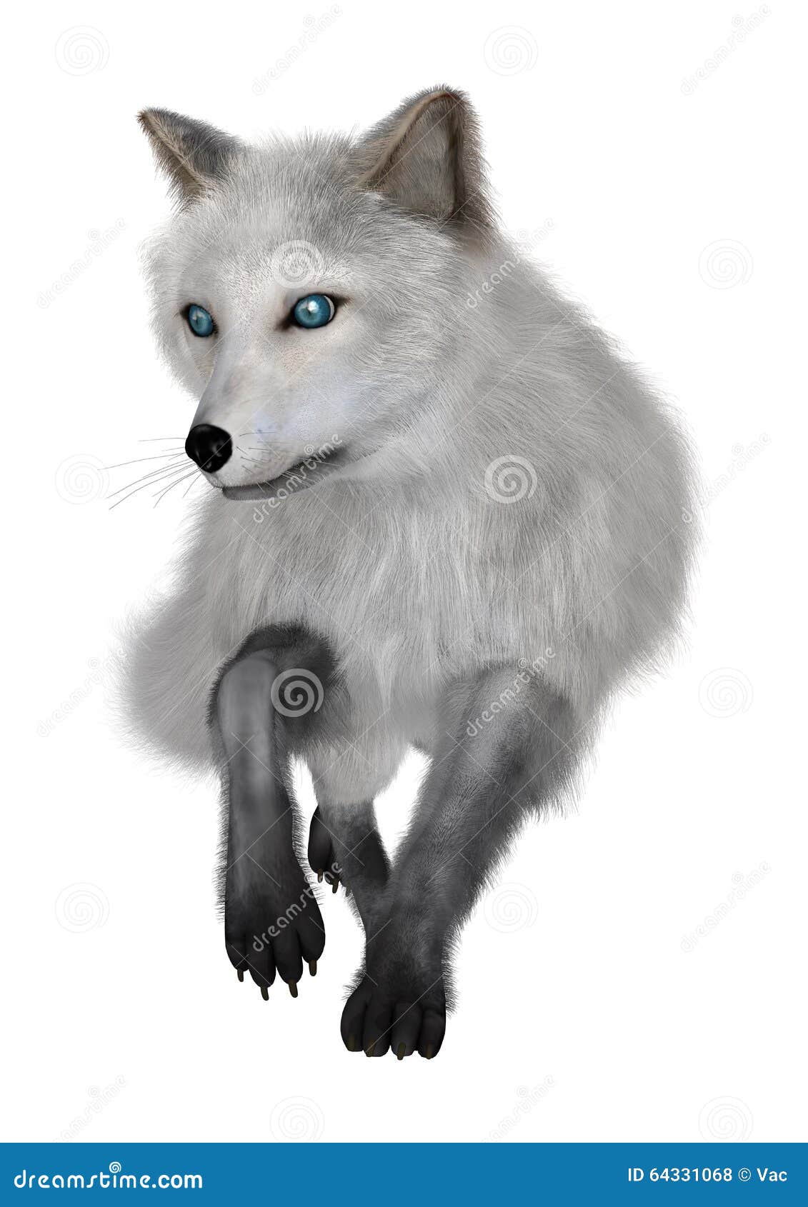 Poolvos op Wit stock illustratie. Illustration of achtervolging - 64331068