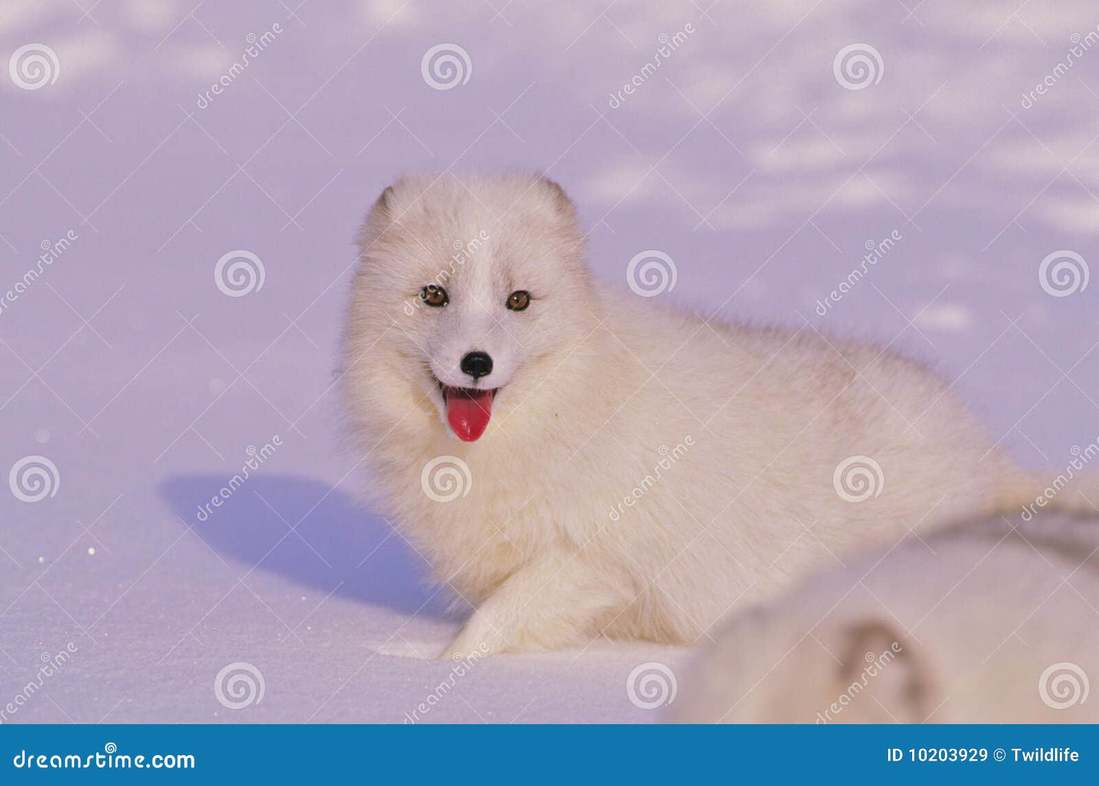 Poolvos in Sneeuw stock afbeelding. Image of leuk, winter - 10203929