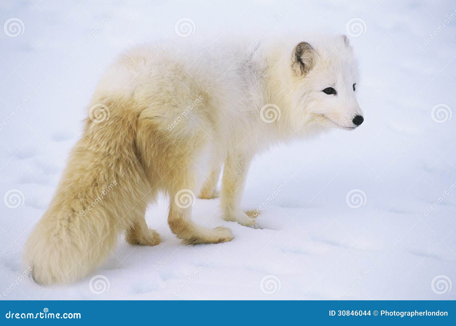 Poolvos in sneeuw stock foto. Image of noord, kleur, bont - 30846044