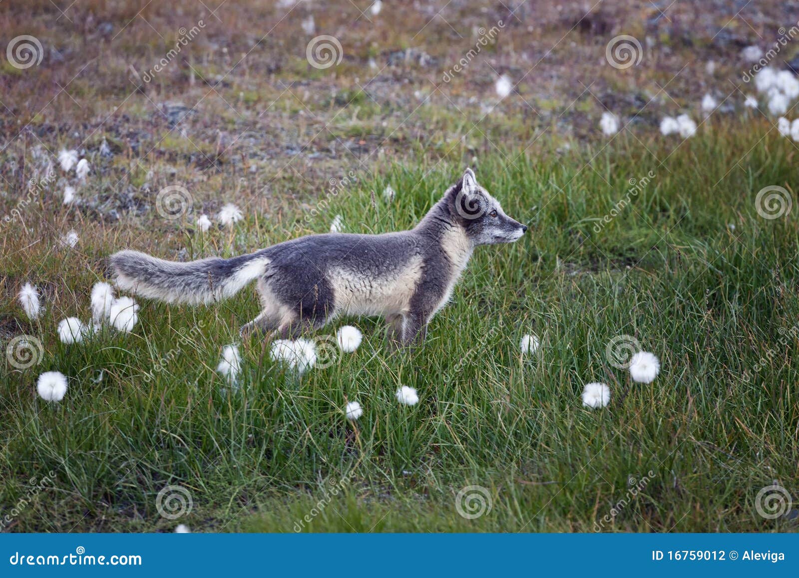Poolvos in Svalbard, De Zomer Stock Foto - Image of eilanden, wild ...