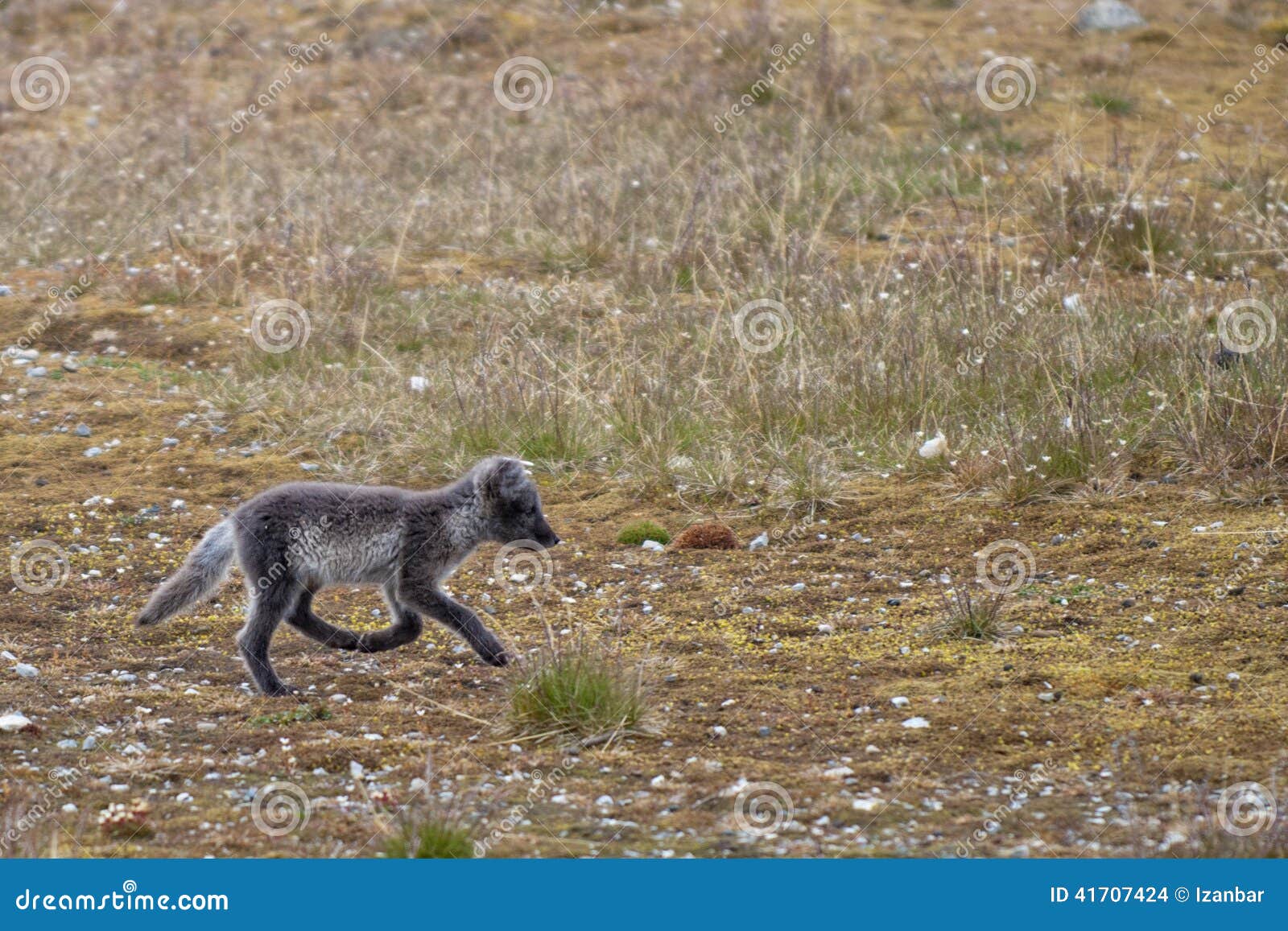 Poolvos in Svalbard Spitzbergen Stock Foto - Image of noordpool, wild ...