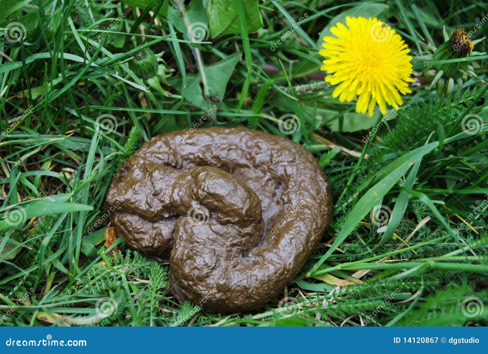 Pooo do CÃO imagem de stock. Imagem de normas, fecal - 14120867