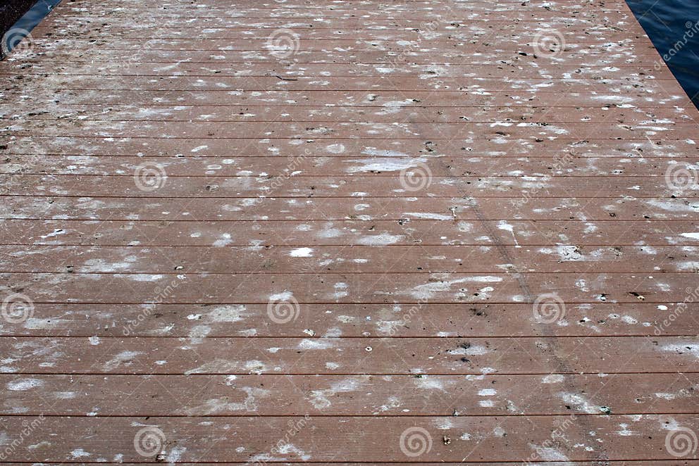 Poop of Birds on the Boards Stock Photo - Image of splat, feces: 263741924