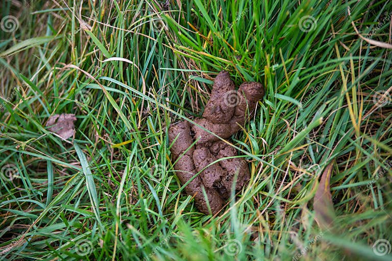 Poop in the Grass in a Field Stock Image - Image of waste, grass: 263374723