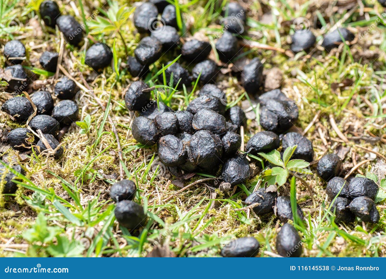 Poop after a sheep in gras stock photo. Image of outdoor - 116145538