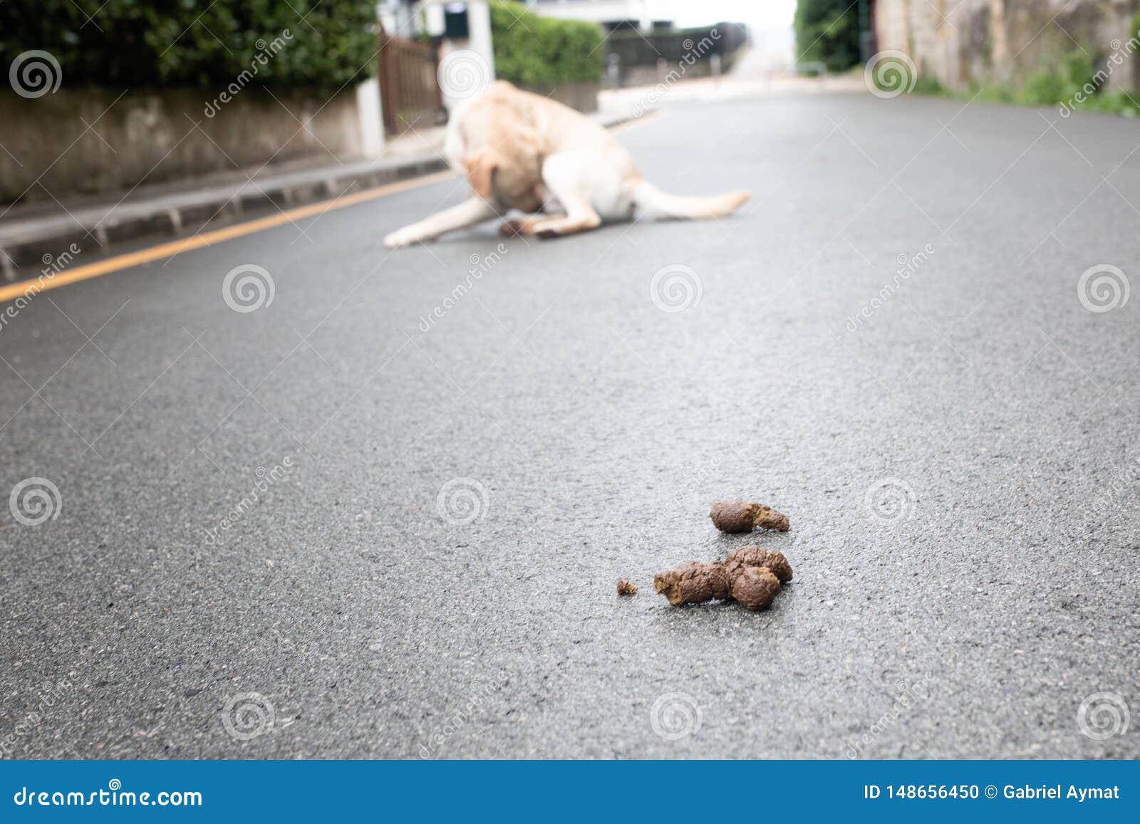 Poop but in the street stock photo. Image of defecate - 148656450