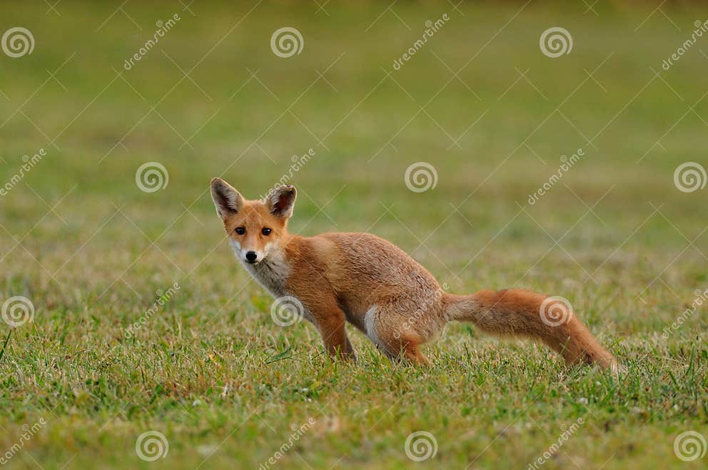 Pooping Fox stock image. Image of predator, europe, forest - 26173041