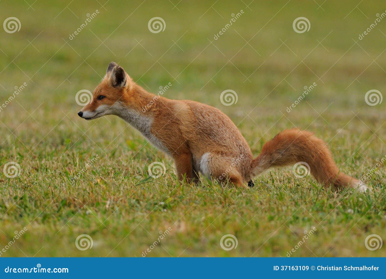 Pooping Fox stock image. Image of animal, grassland, carnivore - 37163109