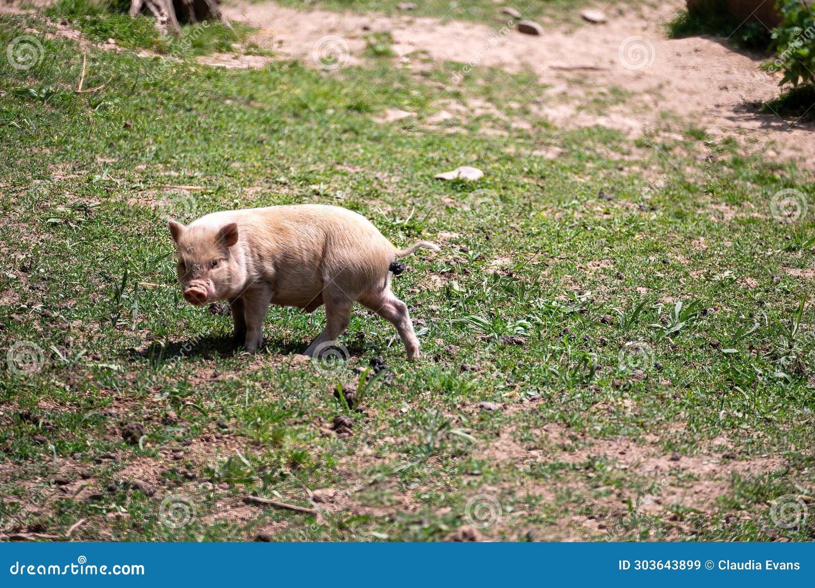 Pooping wild boar stock image. Image of boar, excrement - 303643899