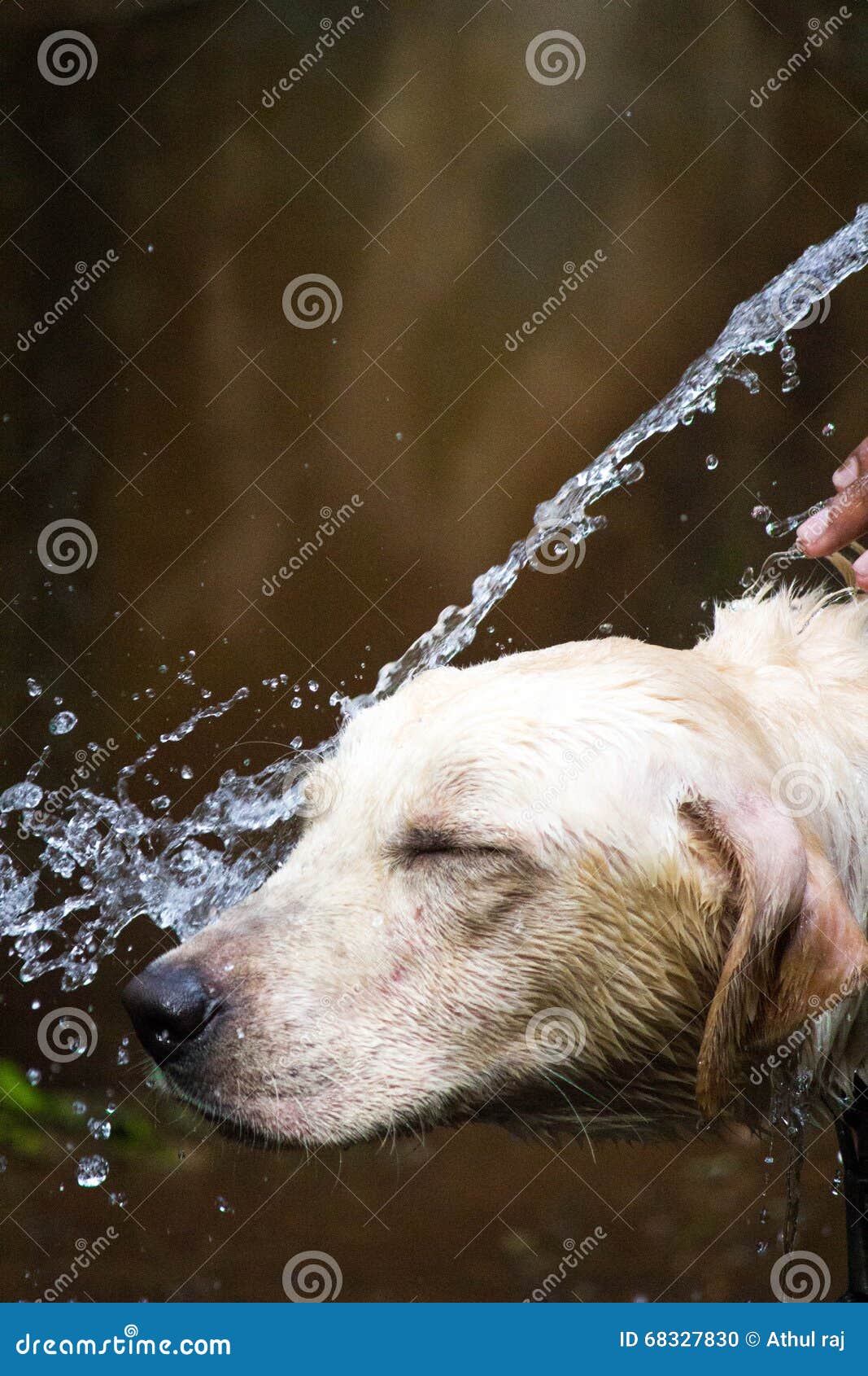 Poopy the lab stock photo. Image of poopy, labrador - 68327830