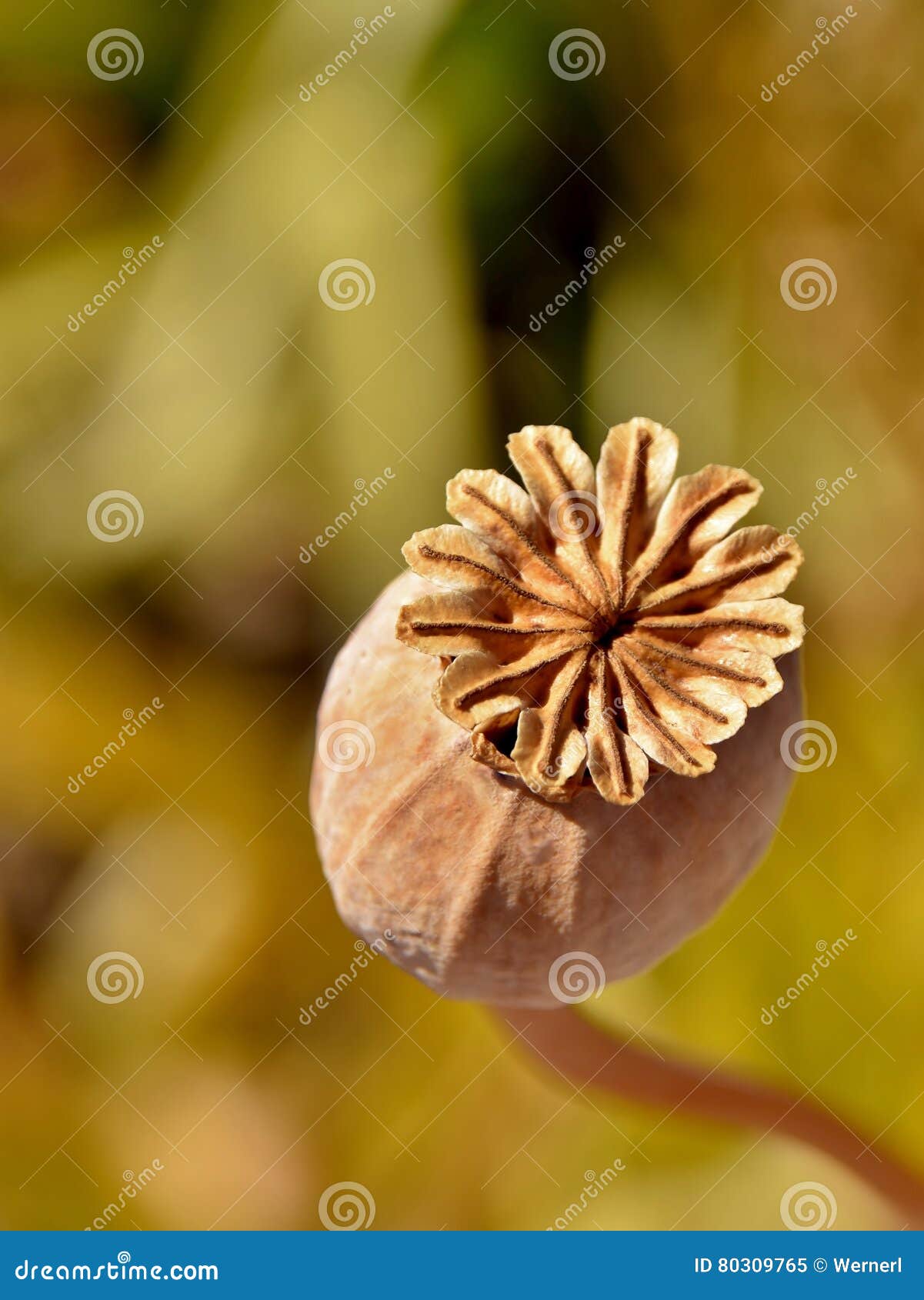 Poopy seed pod... stock image. Image of decorative, brown - 80309765