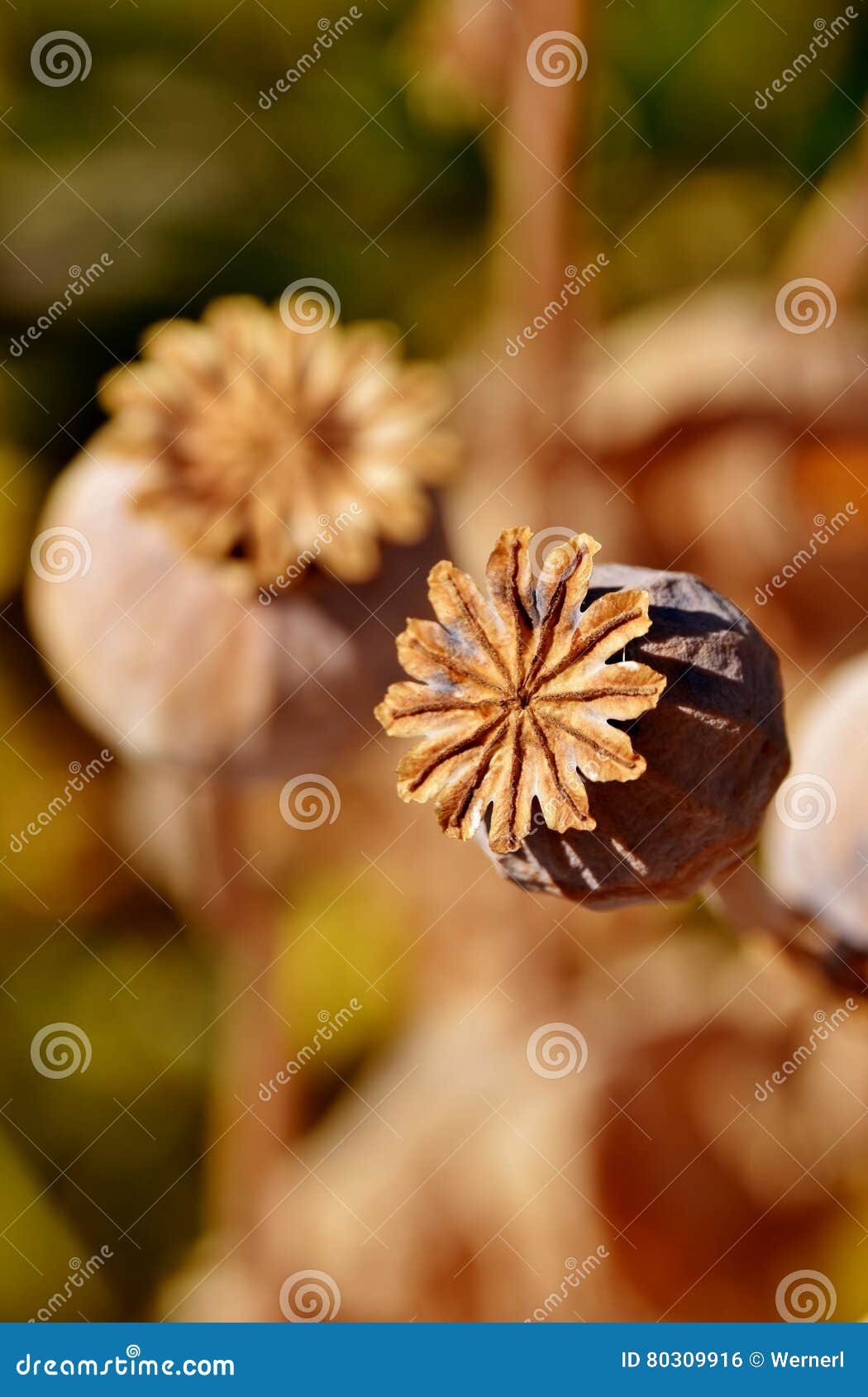Poopy seed pod... stock photo. Image of green, flower - 80309916