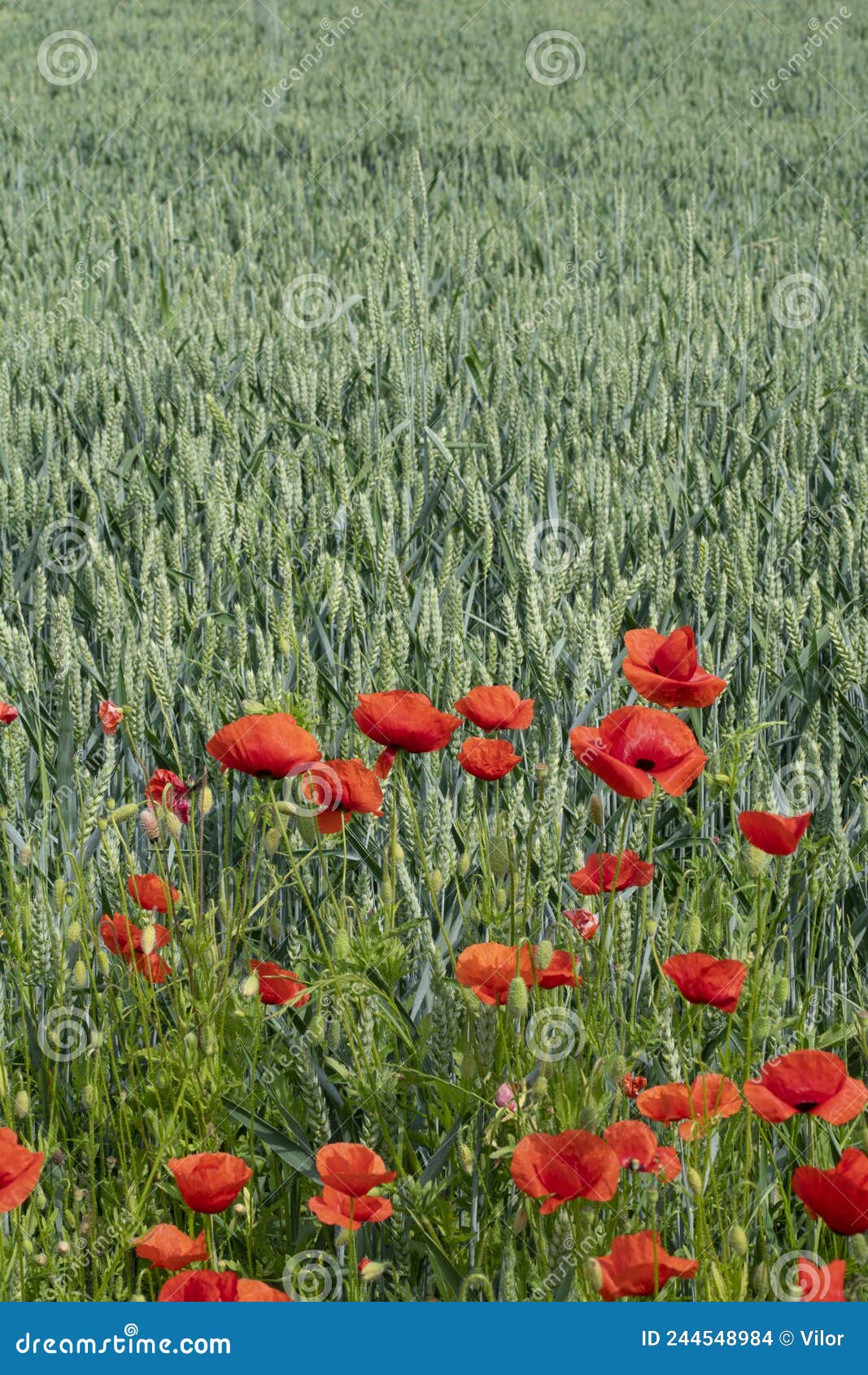 Poopy weed stock photo. Image of poppy, triticum, agroecosystem - 244548984