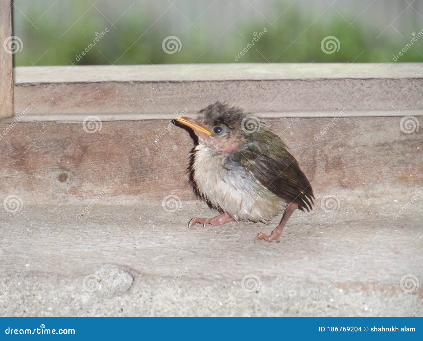 Poor Baby bird stock photo. Image of robin, branch, blackbird - 186769204