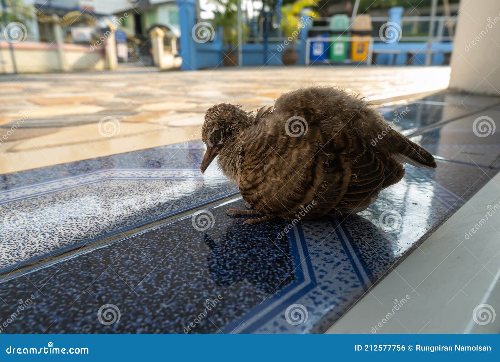The Poor Baby Bird is Standing Sick Stock Photo - Image of animal, bird ...