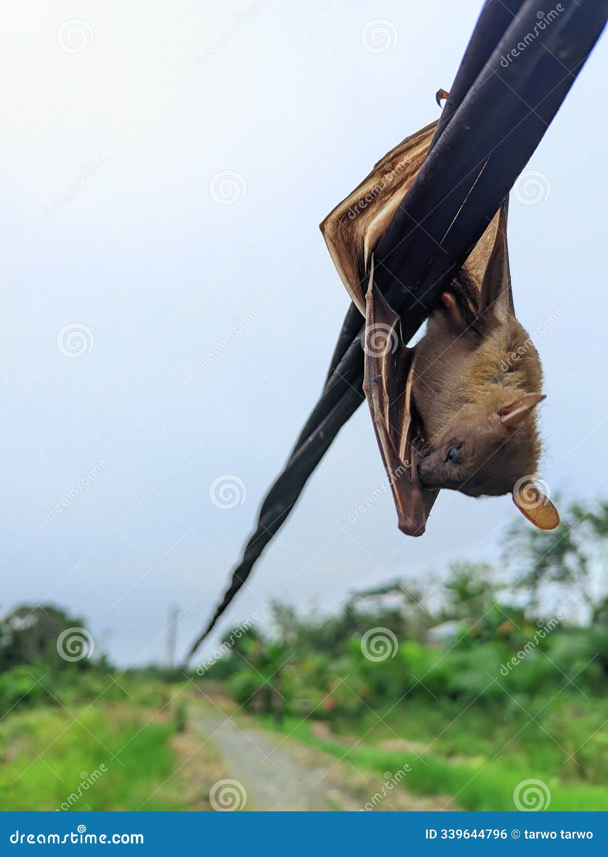 The Poor Bat Got Caught on a Power Line Stock Photo - Image of caught ...
