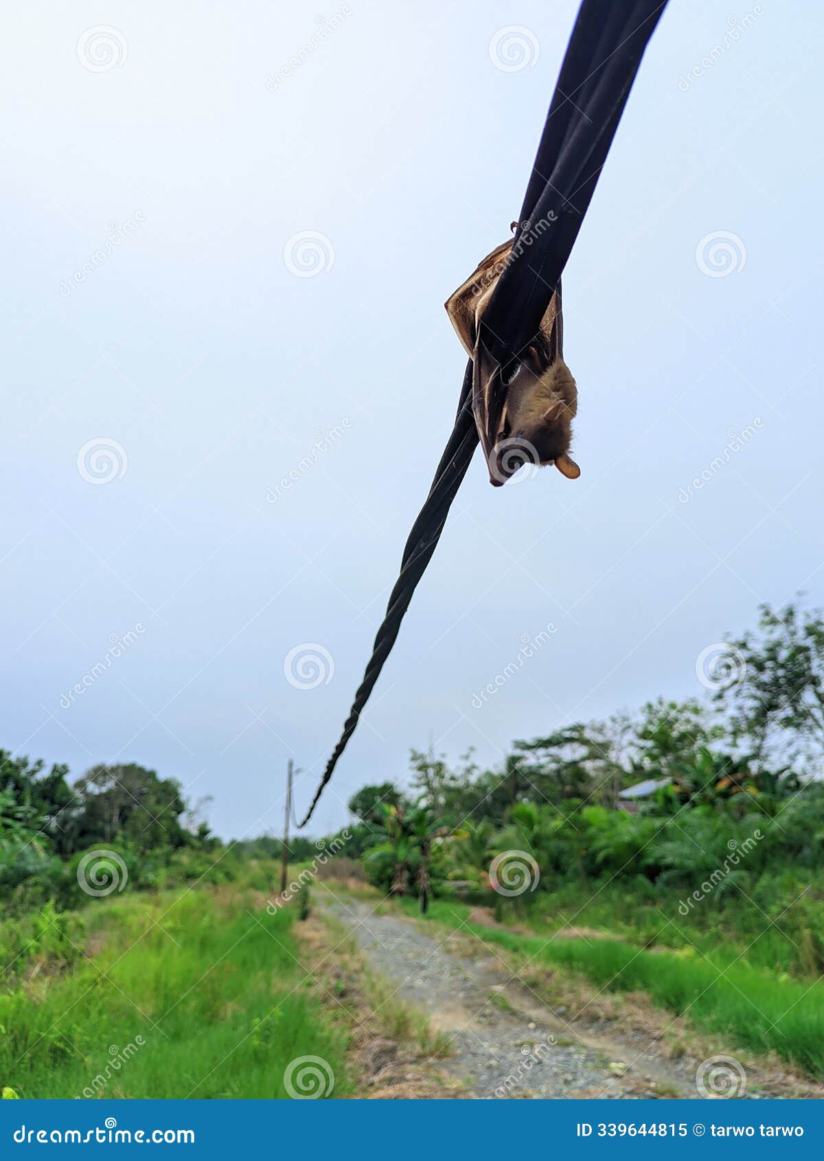 The Poor Bat Got Caught on a Power Line Stock Image - Image of caught ...