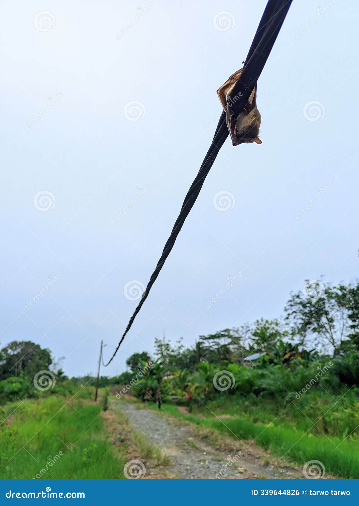 The Poor Bat Got Caught on a Power Line Stock Photo - Image of caught ...