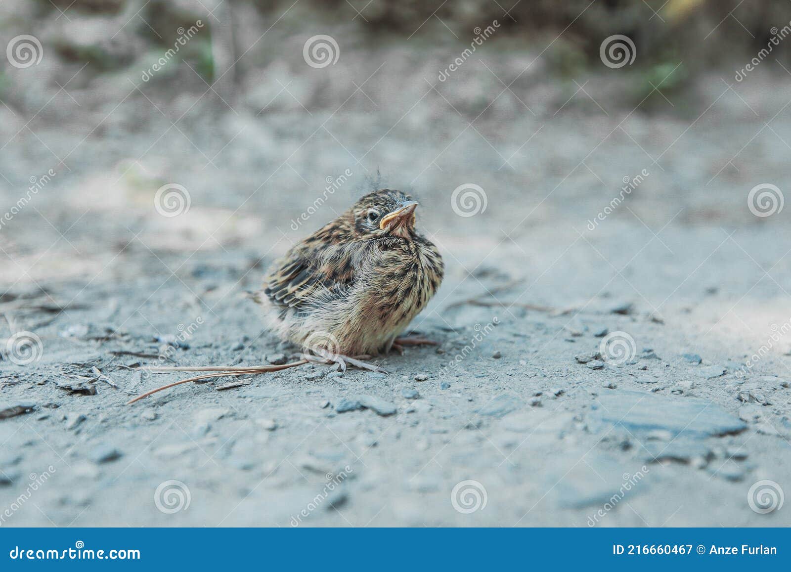 Poor Bird on the Floor. Small Bird in Cold and Hungry State on Hard ...