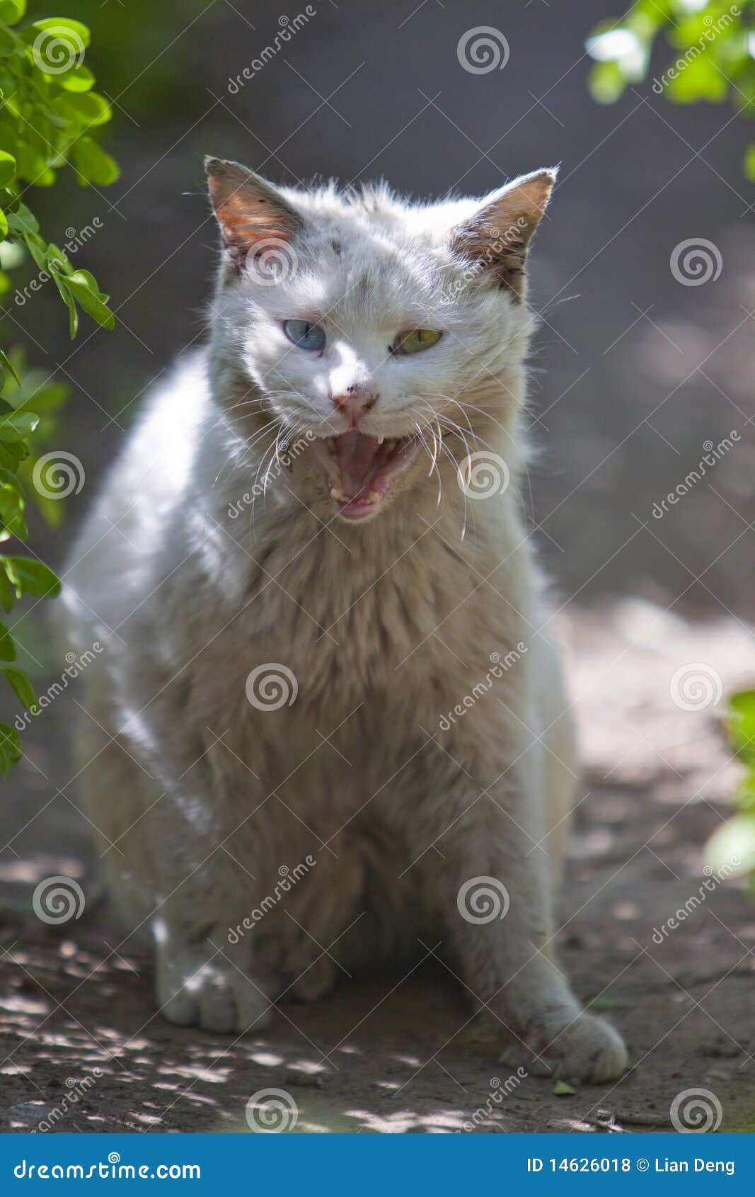Poor Cat Royalty Free Stock Photos - Image: 14626018